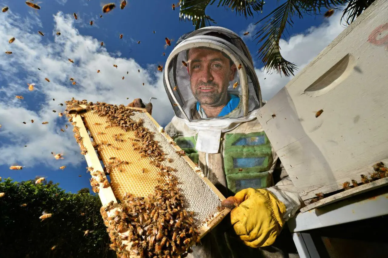 Bee Chillin Honey Bee Removalist Sunshine Coast - Bee Chillin Honey